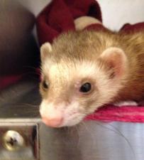 Ferret Care Tips | Advice On Caring For Ferrets | Walkerville Vet