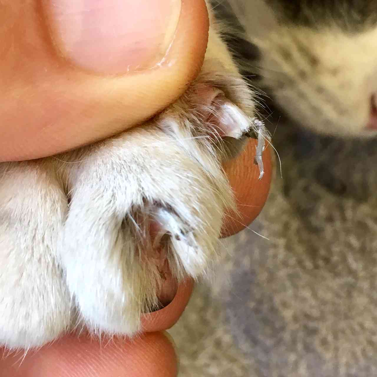 Help! My Cat Was Hit By A Car | Road Injuries | Walkerville Vet