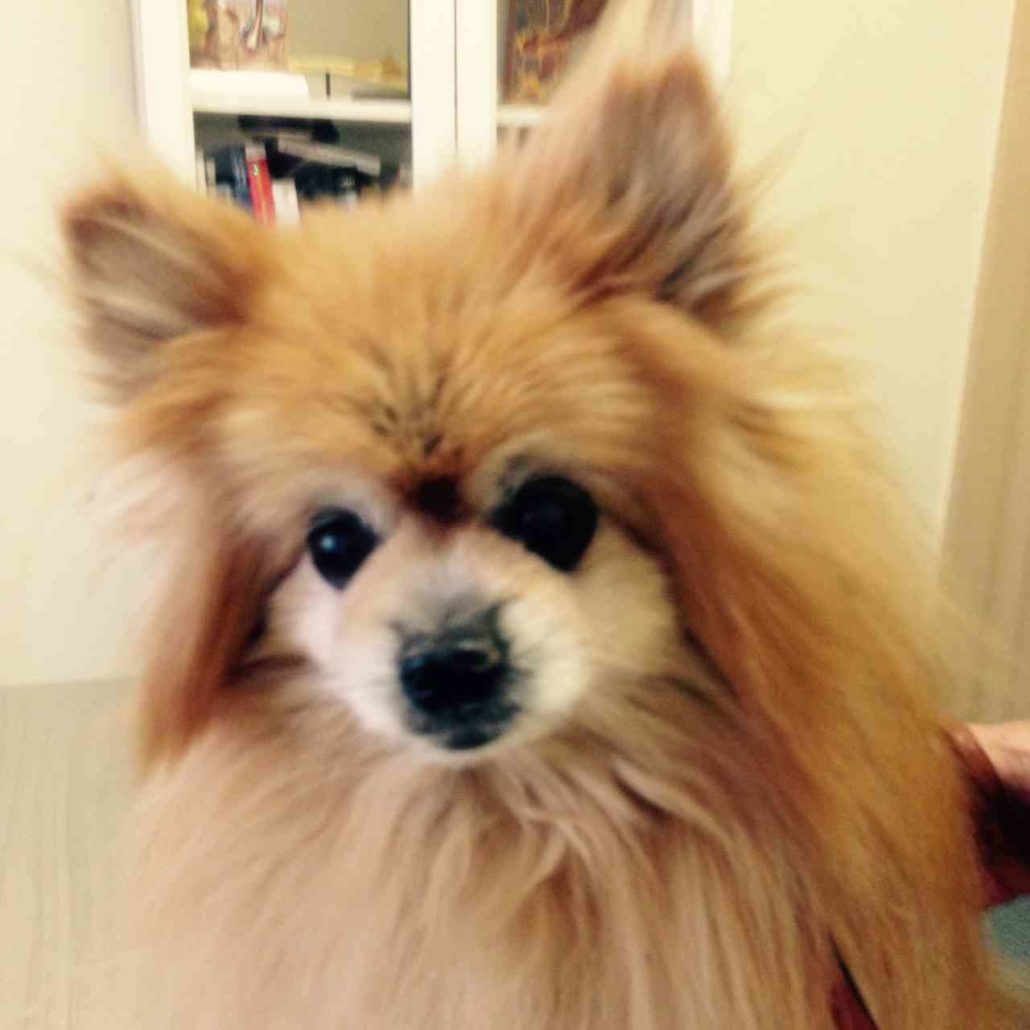 Myths | Walkerville Vet