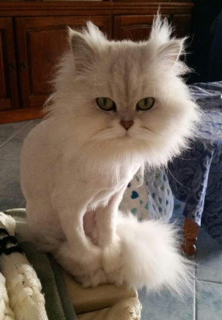 Cat Grooming | Clipping Matted Coats In Cats | Walkerville Vet