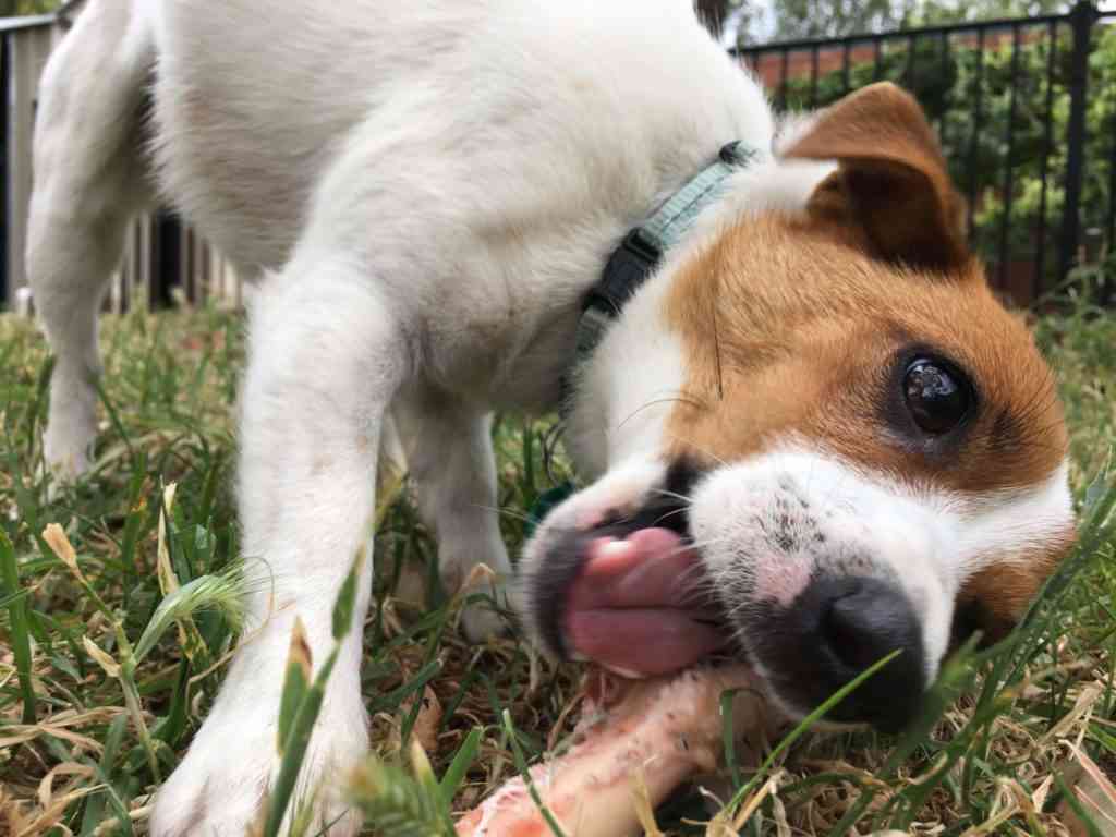How To Feed Dogs Bones | Benefits And Risks | Walkerville Vet