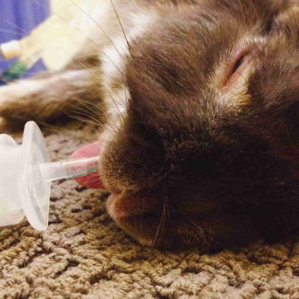 Advice On Rabbit Care | Rabbit Care Tips | Walkerville Vet