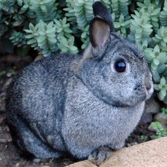 Different Types Of Rabbit Breeds For Pets | Walkerville Vet