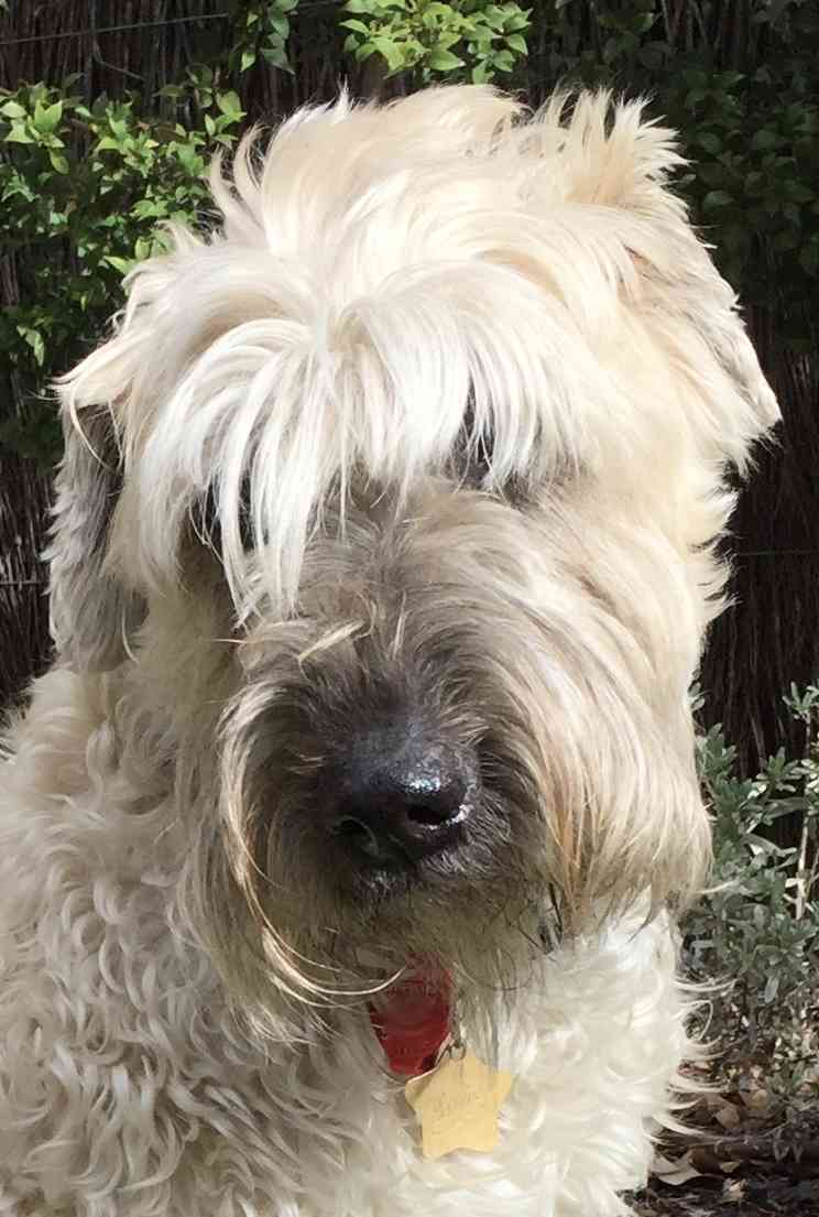 Debarking Dogs Is Cruel And Lazy | Walkerville Vet