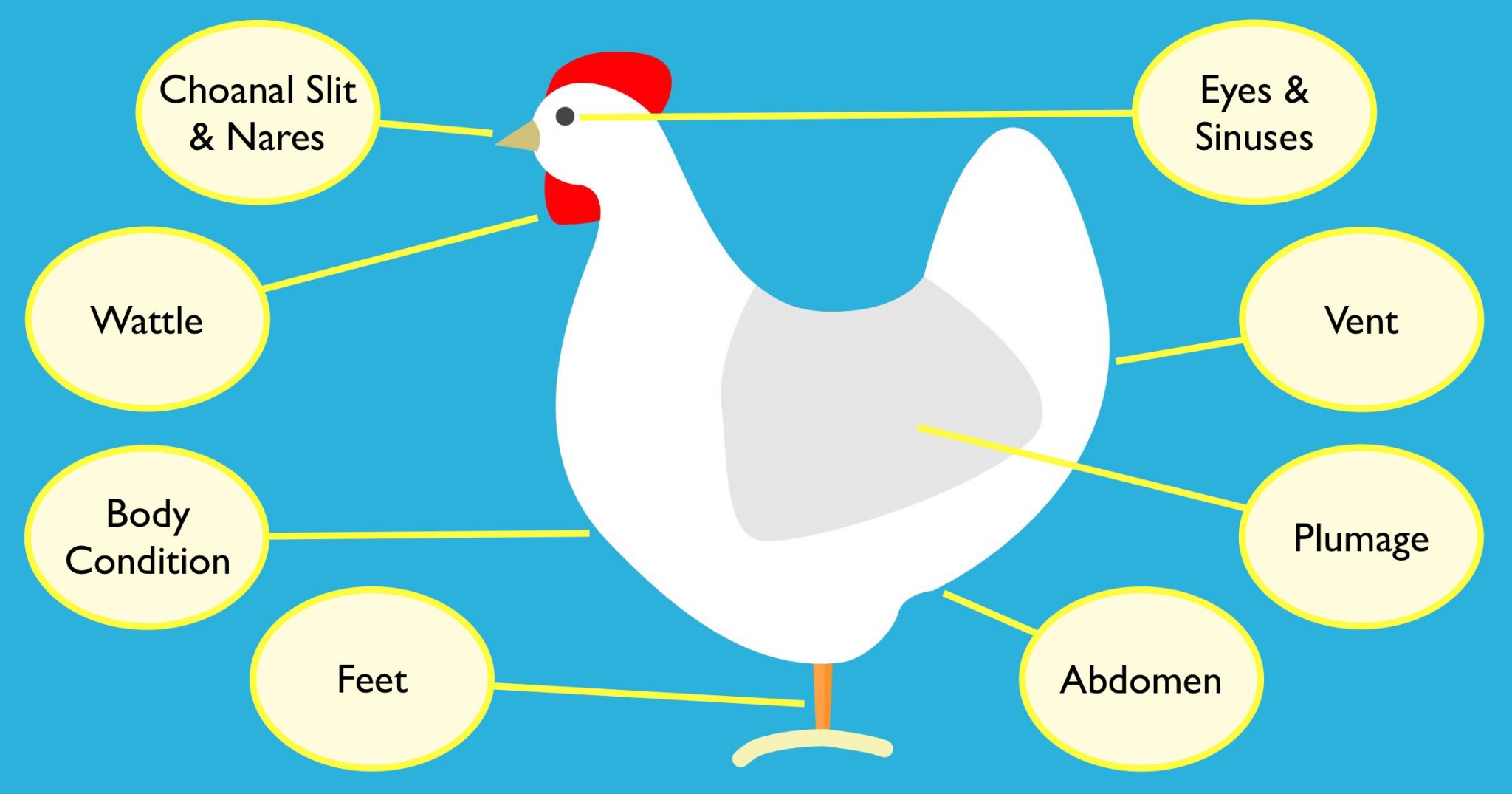 How To Tell If Your Chicken Is Healthy Or Sick | Walkerville Vet