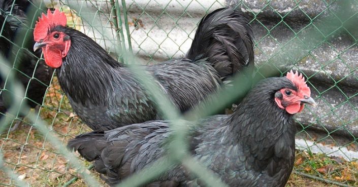 Common Chickens In Adelaide | Heritage Chooks | Walkerville Vet