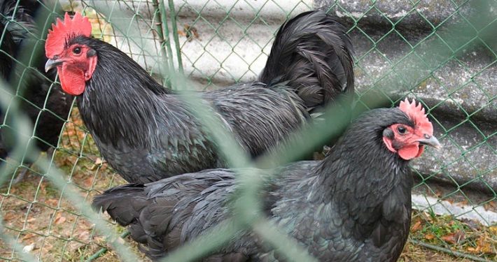 Common Chickens In Adelaide | Heritage Chooks | Walkerville Vet