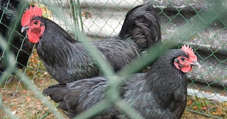 Common Chickens In Adelaide | Heritage Chooks | Walkerville Vet