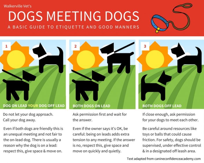 When It's Safe To Run A Puppy | The Evidence | Walkerville Vet
