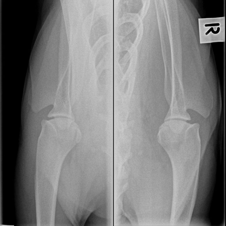20 Causes Of Lameness & Limping In Dogs | Walkerville Vet