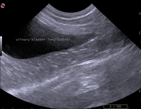 dog-bladder-ultrasound – Walkerville Vet