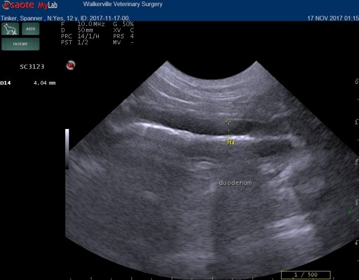 Dog & Cat Adelaide Abdominal Ultrasound | Walkerville Vet