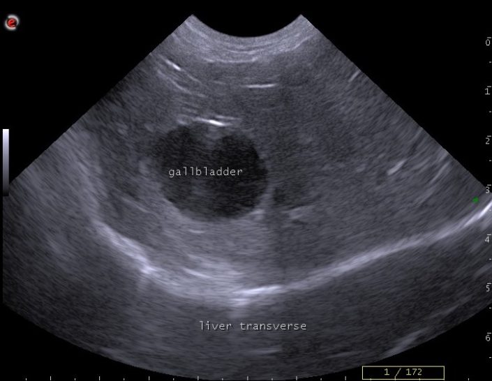 Dog & Cat Adelaide Abdominal Ultrasound | Walkerville Vet