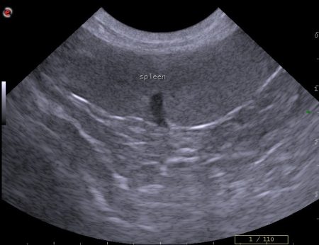dog-spleen-ultrasound – Walkerville Vet