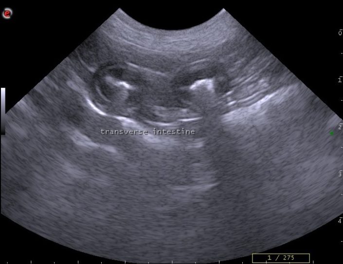 Dog & Cat Adelaide Abdominal Ultrasound | Walkerville Vet