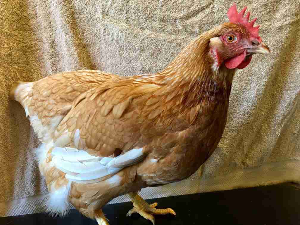 Common Chickens In Adelaide | Heritage Chooks | Walkerville Vet