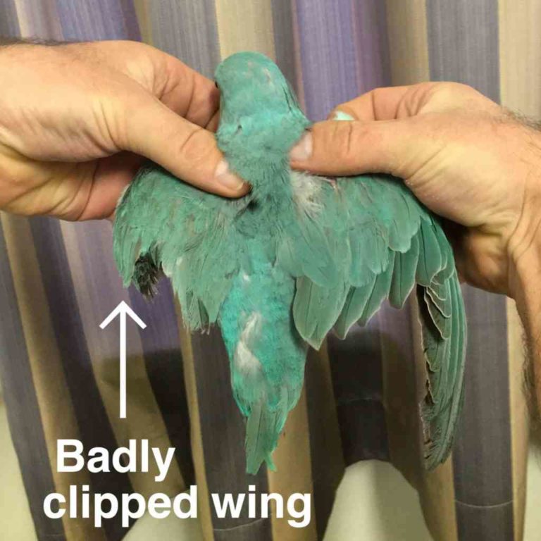 How To Clip Birds Wings | Good & Bad Ways | Walkerville Vet