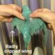 How To Clip Birds Wings | Good & Bad Ways | Walkerville Vet