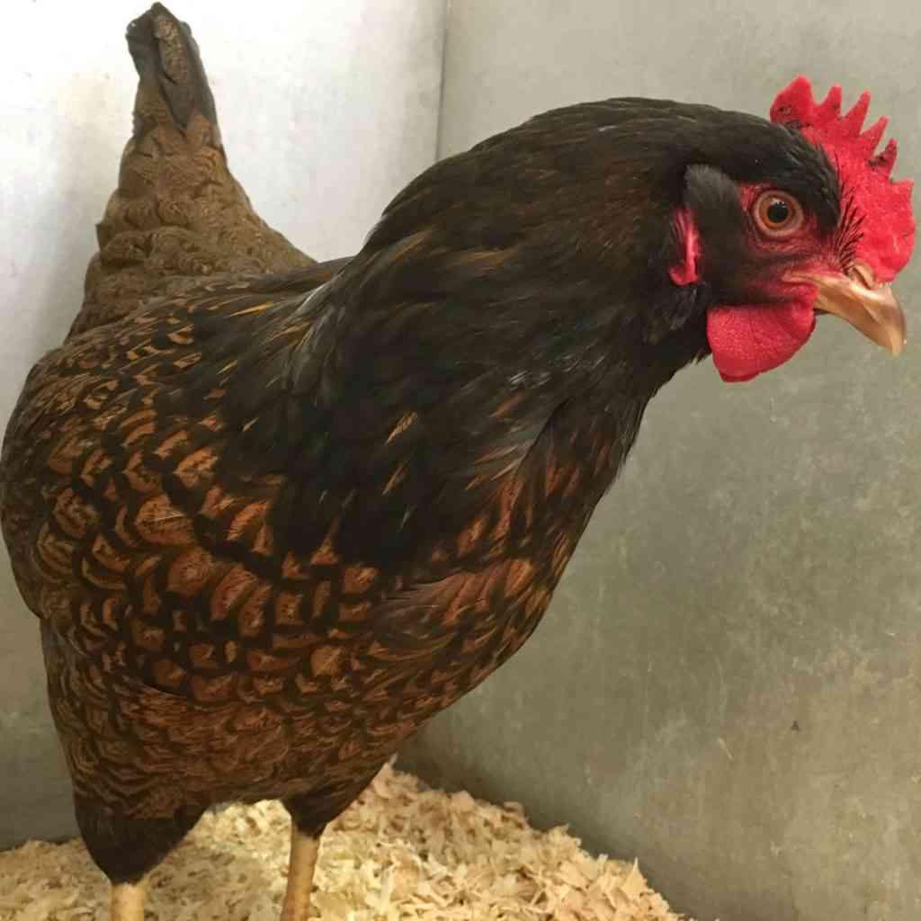 Common Chickens In Adelaide | Heritage Chooks | Walkerville Vet