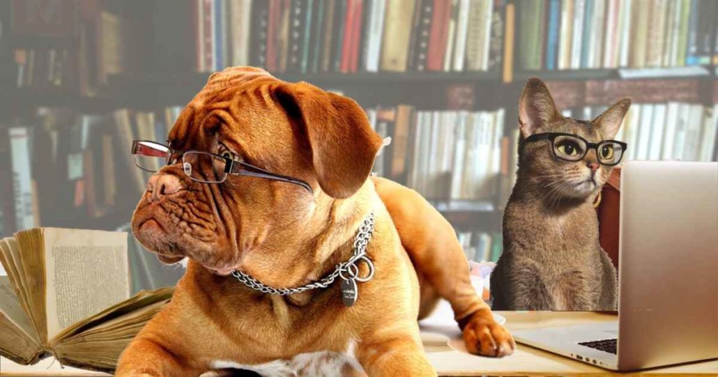 Dog And Cat Reading