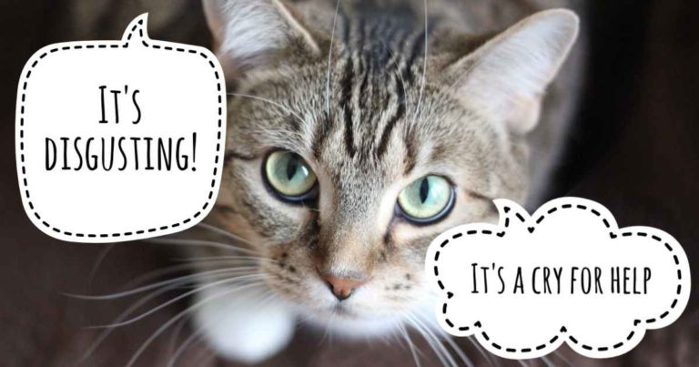 Help! My Cat Is Peeing In The House | Walkerville Vet