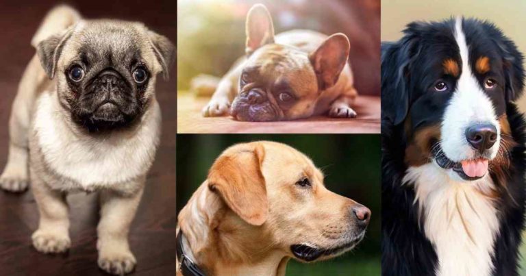 20 Good Dog Breeds For Children & Toddlers | Walkerville Vet