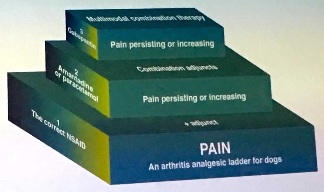 How You Can Help A Dog With Arthritis or Pain | Walkerville Vet