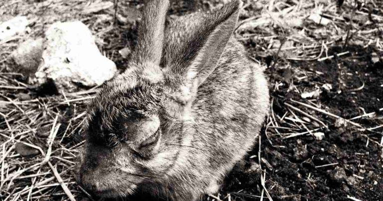 Rabbit Myxomatosis | How To Prevent Myxo | Walkerville Vet