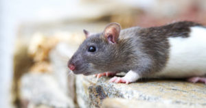 Help! My Rat Has Breathing Problems | Walkerville Vet