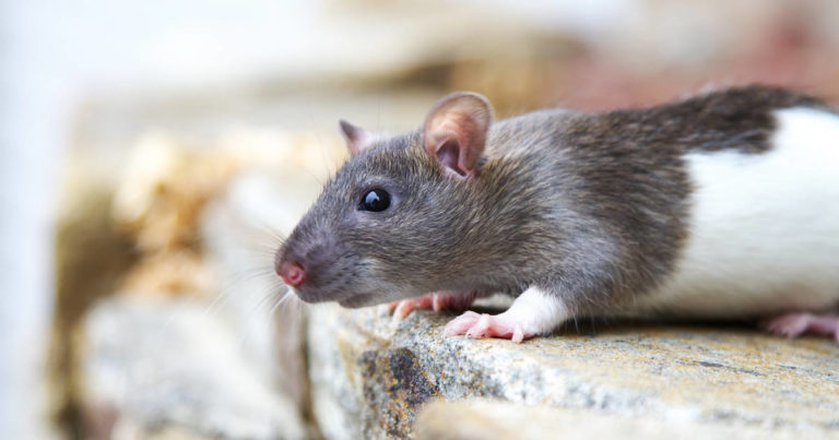 Help! My Rat Has Breathing Problems | Walkerville Vet