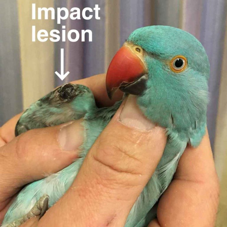 How To Clip Birds Wings | Good & Bad Ways | Walkerville Vet