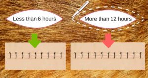 Treating A Cut On A Dog or A Wound On A Cat | Walkerville Vet