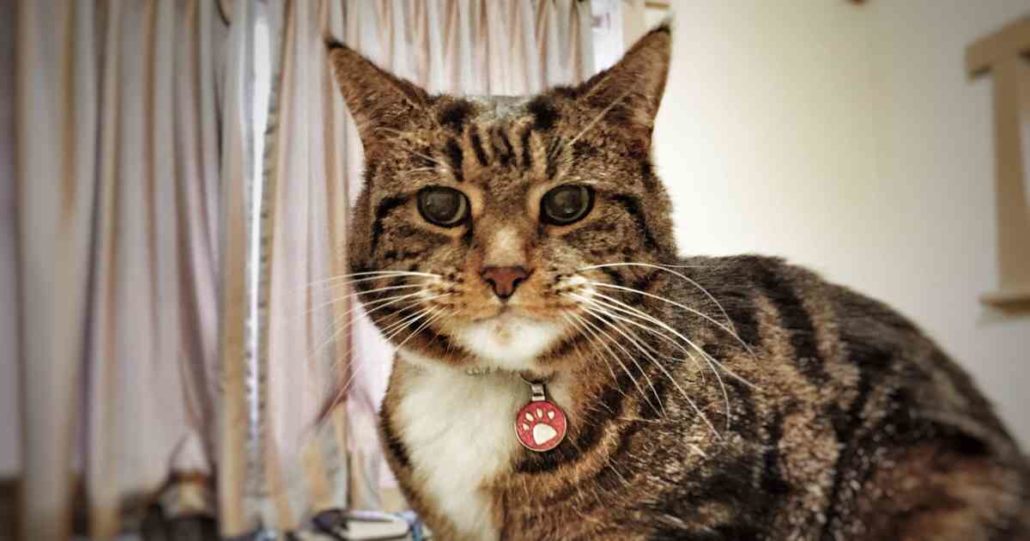 Fear, Stress & Anxiety In Cats| Signs & Meds | Walkerville Vet