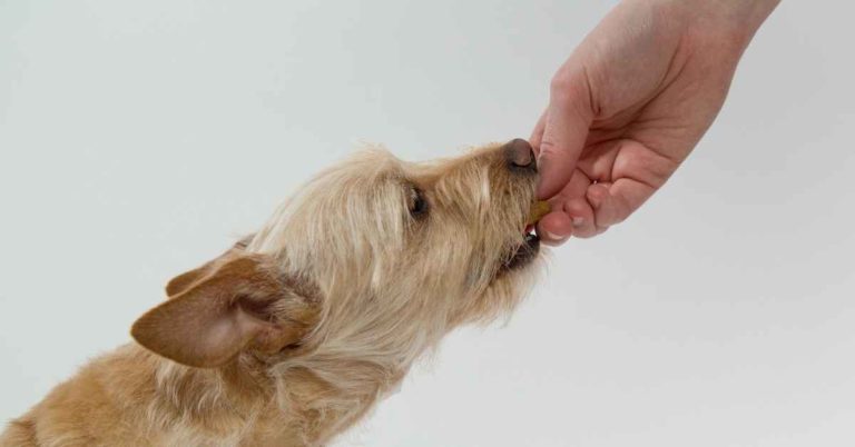 Vet Articles & News | Pet Care Advice | Walkerville Vet