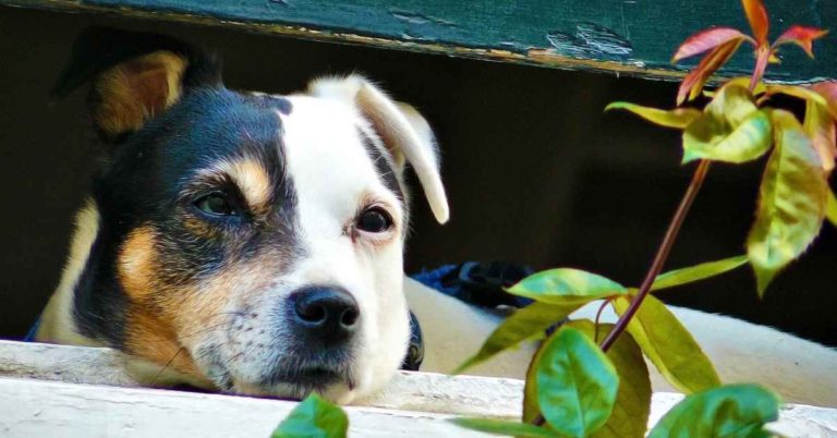 Can Dogs Live Outside | Which Breeds Inside | Walkerville Vet