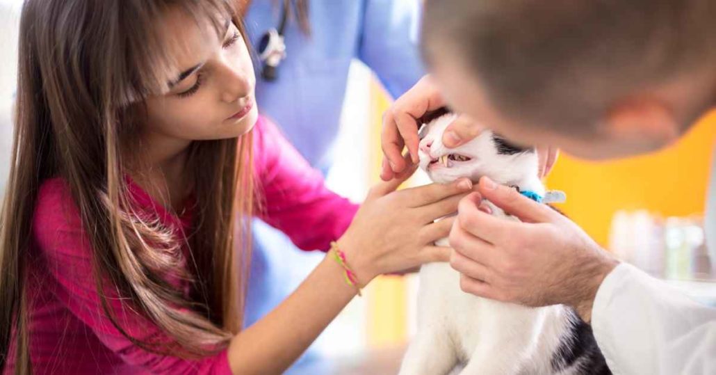 Australia's Vet Shortage | New Grad Job Tips | Walkerville Vet