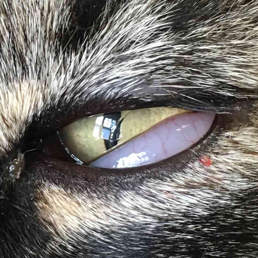 What Dog or Cat Eye Problem Is That? | Walkerville Vet