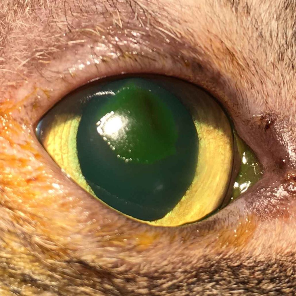 What Dog or Cat Eye Problem Is That? | Walkerville Vet