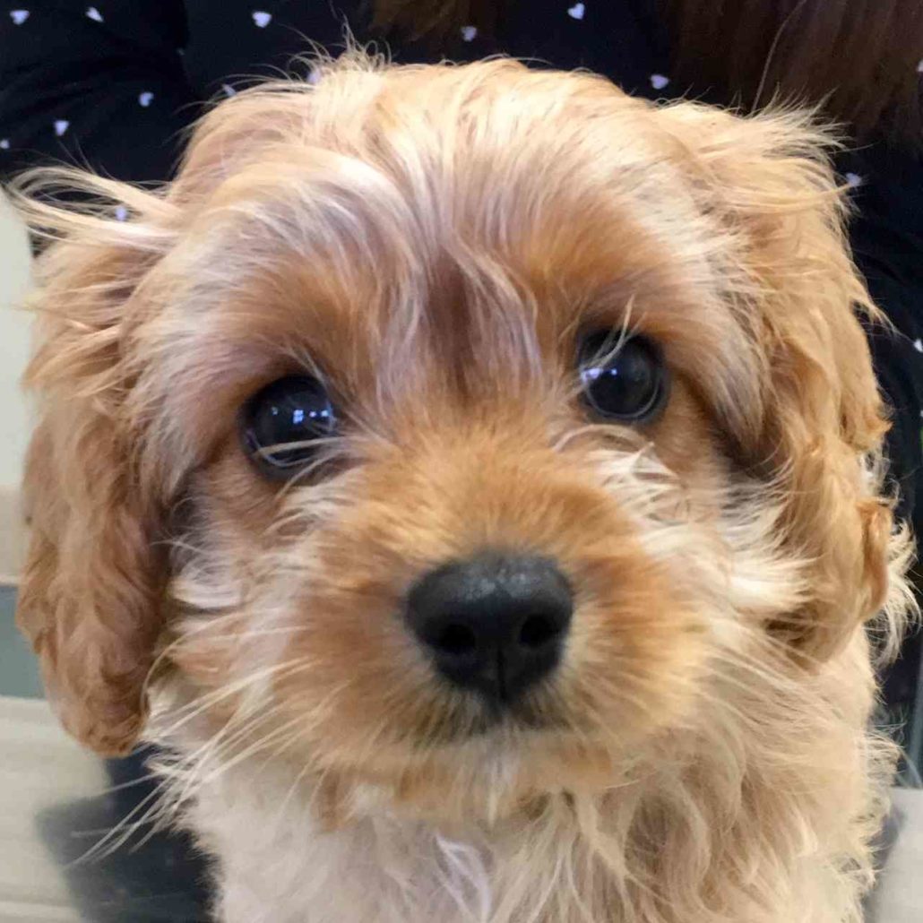 Why Inbreeding Is Harming Purebred Dogs | Walkerville Vet