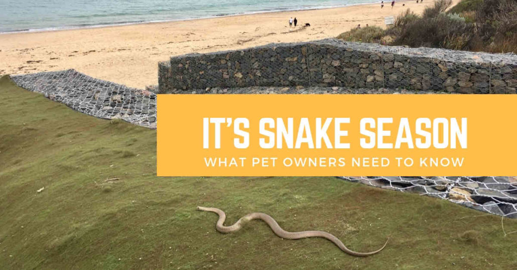 Help! Snake Bite! What To Do For Dogs & Cats | Walkerville Vet
