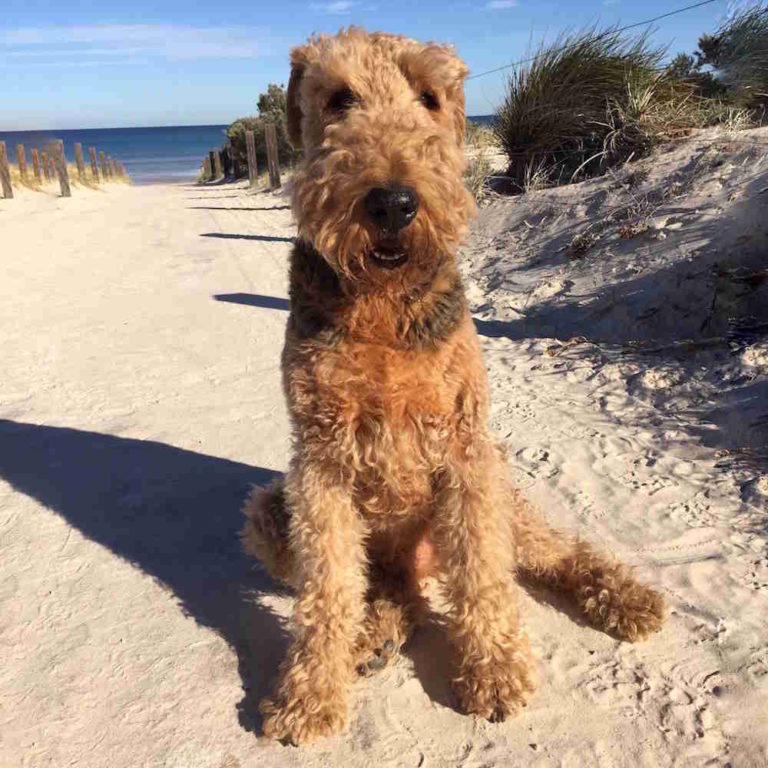 Pictures of 130 Adelaide Dogs in Breed Groups | Walkerville Vet