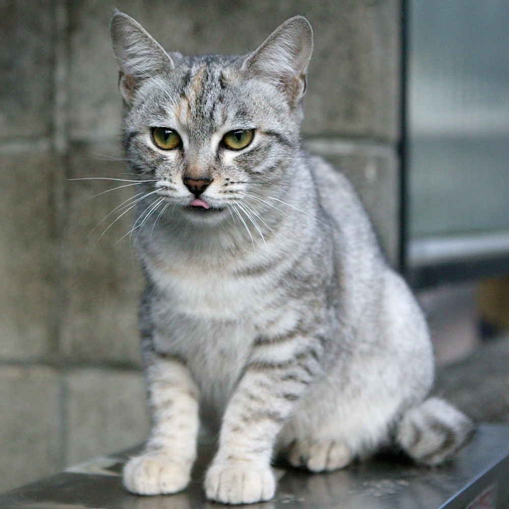 Pictures of 30 Cat Breeds Available In Adelaide | Walkerville Vet