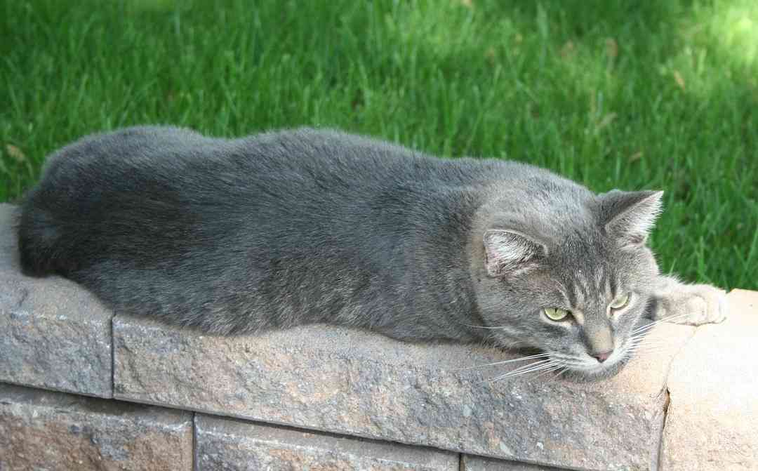 Pictures of 30 Cat Breeds Available In Adelaide | Walkerville Vet