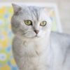Pictures of 30 Cat Breeds Available In Adelaide | Walkerville Vet