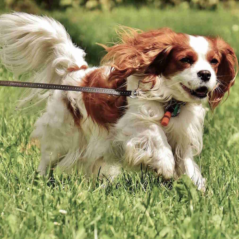 Pictures of 130 Adelaide Dogs in Breed Groups | Walkerville Vet
