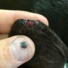 Help! My Dog's Ear Tips Have Bleeding Sores | Walkerville Vet