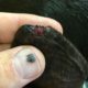 Help! My Dog's Ear Tips Have Bleeding Sores | Walkerville Vet