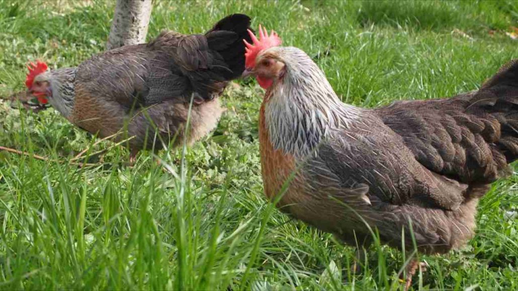 Common Chickens In Adelaide | Heritage Chooks | Walkerville Vet