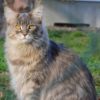 Pictures of 30 Cat Breeds Available In Adelaide | Walkerville Vet