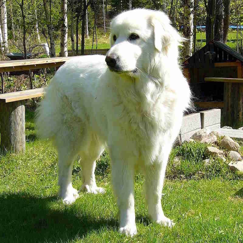 Dog Dew Claws: Injuries, Trimming & Removal | Walkerville Vet